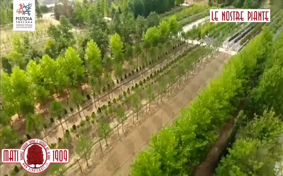 I nostri vivai di produzione - Mati World Video - www.piantemati.com